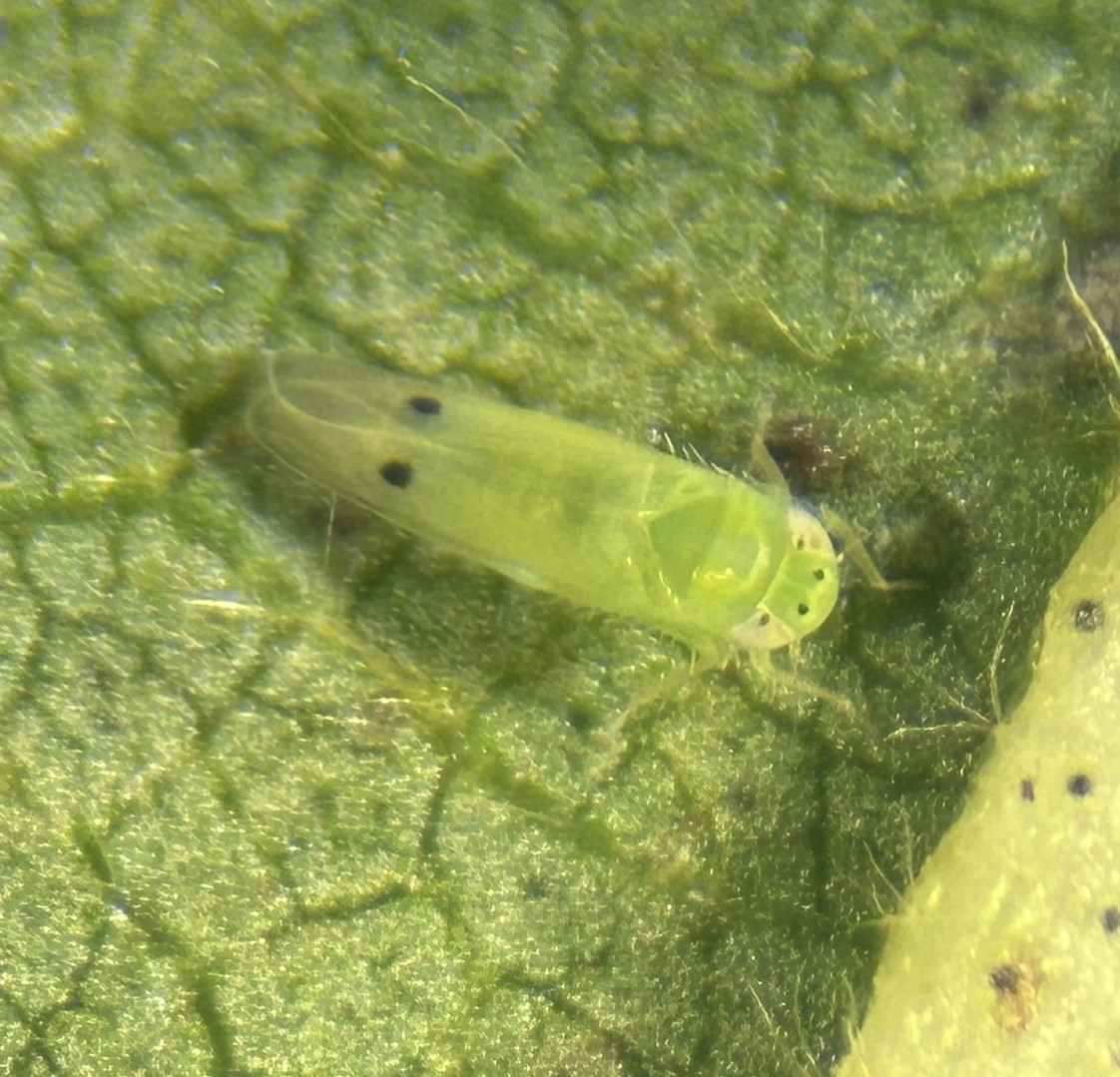 Stop Two-Spot Cotton Leafhopper - Stop 2SCL